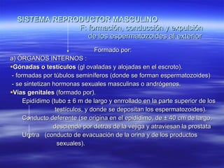 Sistema reproductor masculino y femenino | PPT