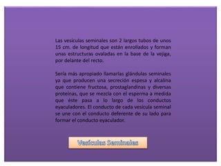 Sistema reproductor masculino y femenino ar | PPTX