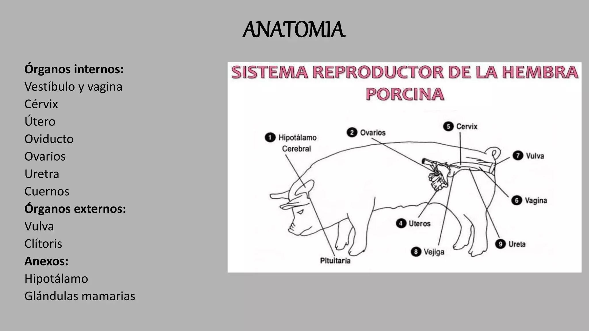 SISTEMA REPRODUCTOR PORCINO HEMBRA.pptx