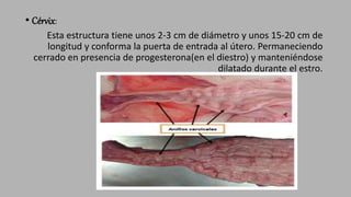 SISTEMA REPRODUCTOR PORCINO HEMBRA.pptx