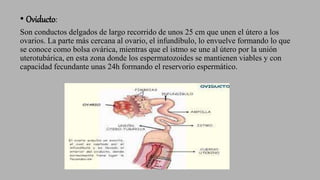 SISTEMA REPRODUCTOR PORCINO HEMBRA.pptx