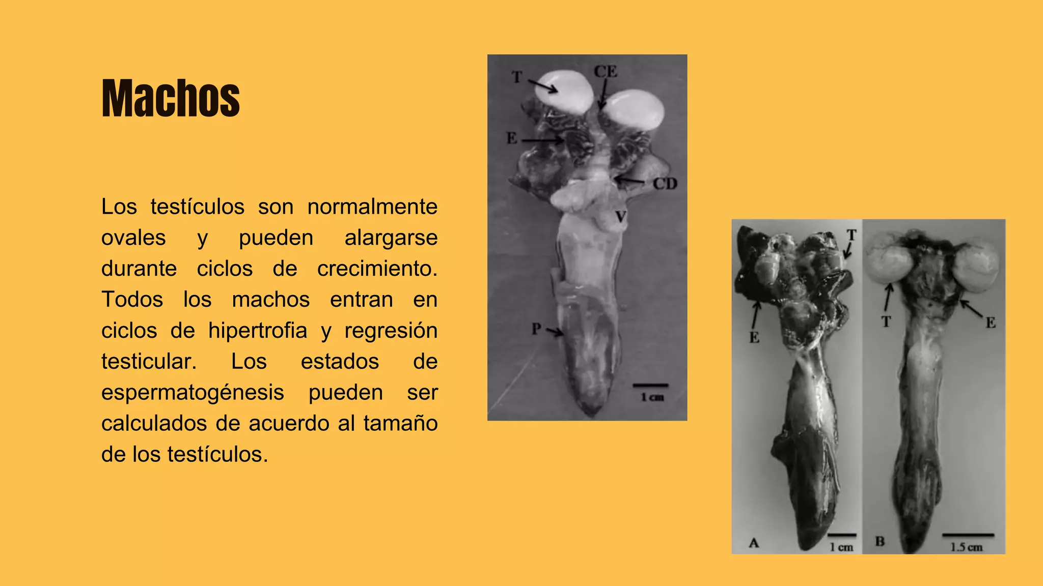 Sistema reproductor tortugas | PPTX
