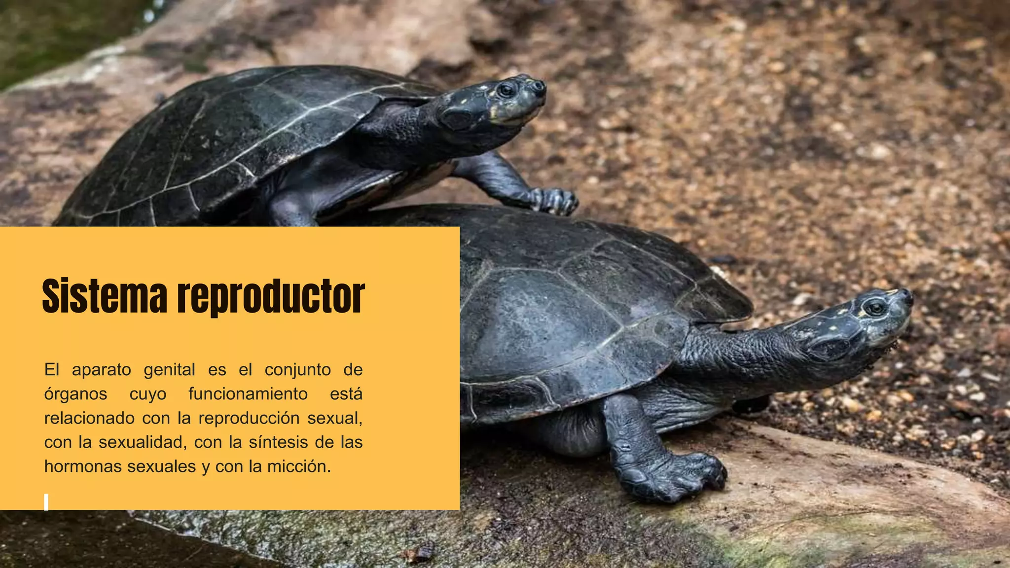 Sistema reproductor tortugas | PPTX