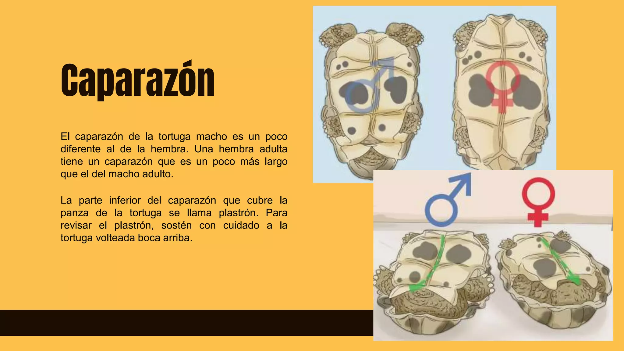 Sistema reproductor tortugas | PPTX