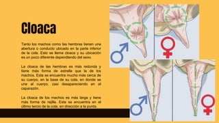 Sistema reproductor tortugas | PPTX