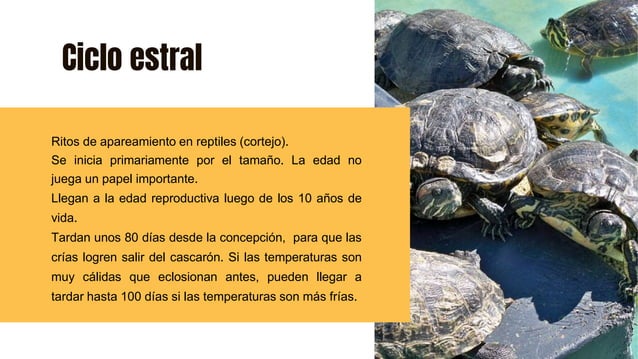 Sistema reproductor tortugas | PPTX