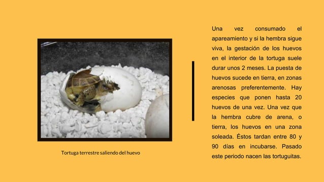 Sistema reproductor tortugas | PPTX