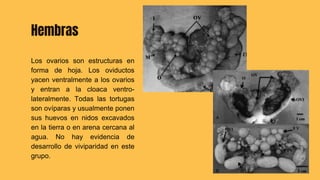 Sistema reproductor tortugas | PPTX