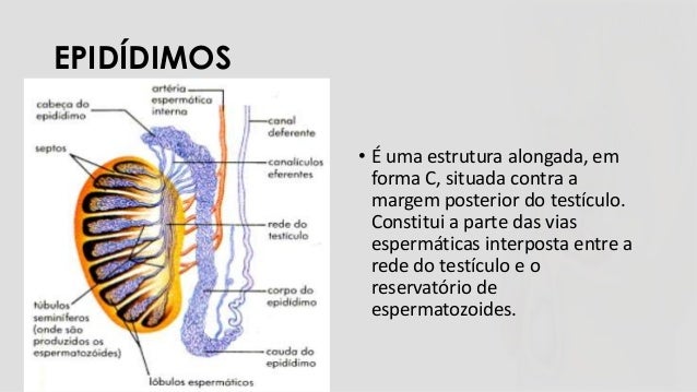 Sistema reprodutor (masculino e feminino)