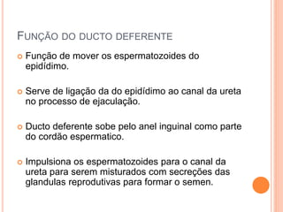 Sistema Reprodutor Masculino- Prof. Franklin | PPTX