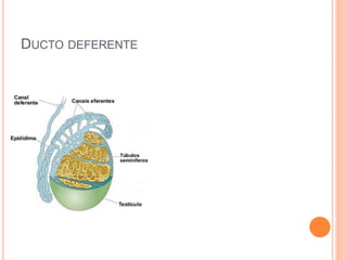 Sistema Reprodutor Masculino- Prof. Franklin | PPTX