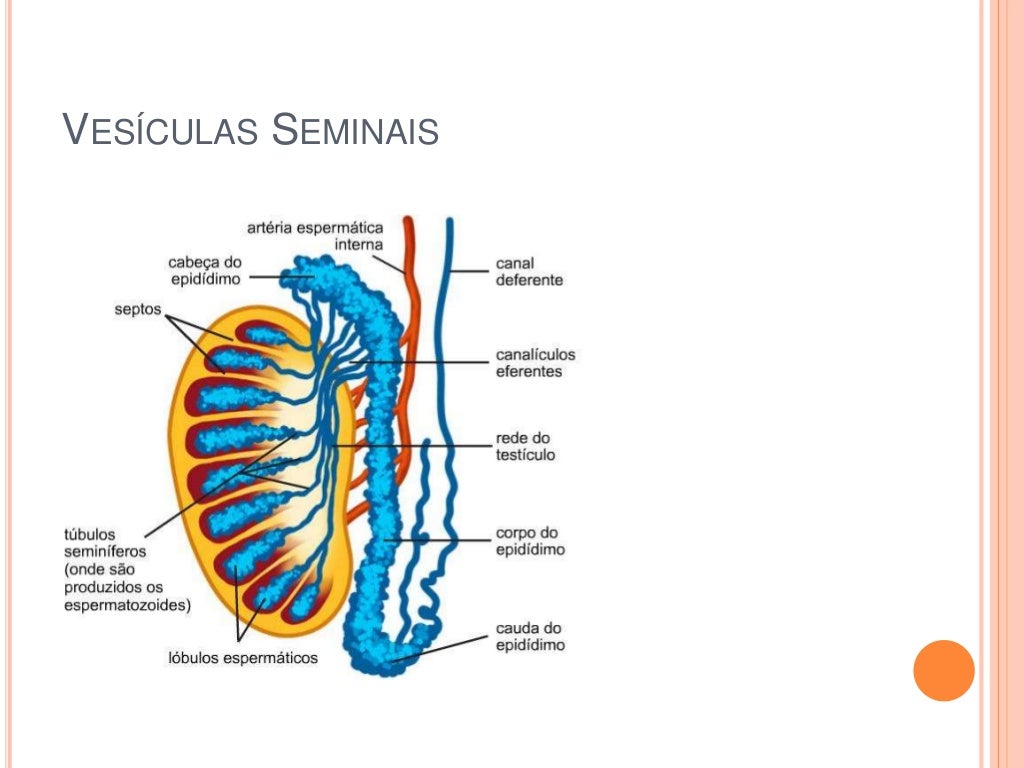 Aparato Reproductor Masculino