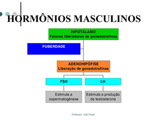 Sistema reprodutor masculino | PDF