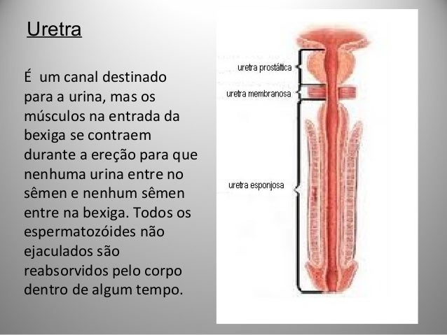 Sistema Reprodutor Masculino - Anatomia Humana