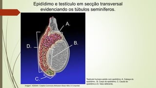 Sistema Reprodutor masculino.pptx