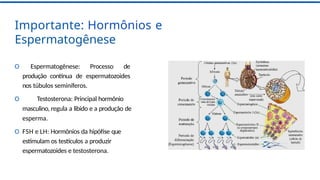 Sistema Reprodutor Masculino- anatomia humana | PPTX