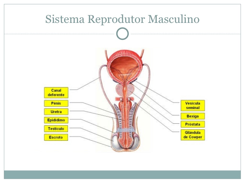 Sistema Reprodutor Masculino Ensino Médio