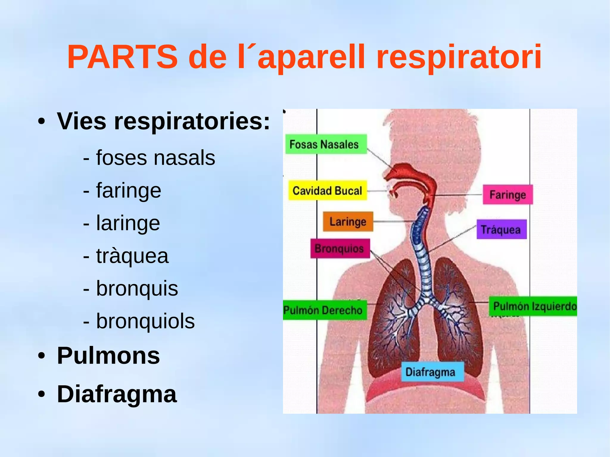 Sistema respiratori | ODP