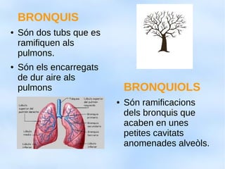Sistema respiratori | PPT