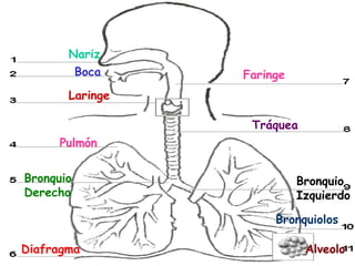 Aparato Respiratorio Para Colorear