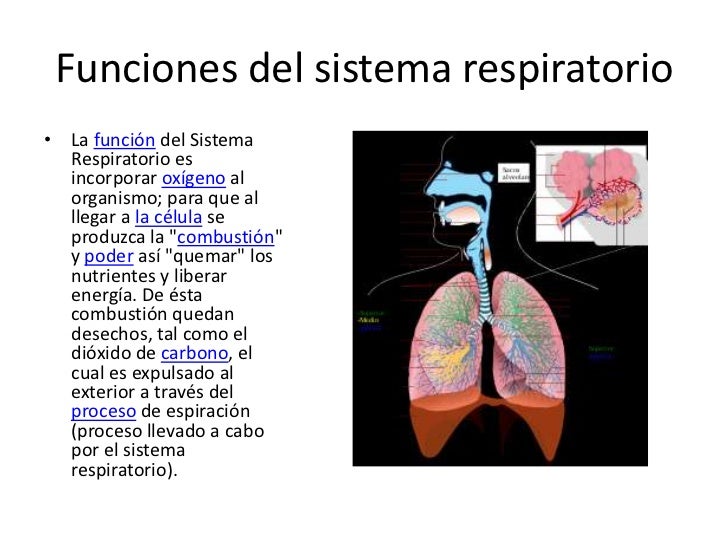 El Sistema Respiratorio Principales Caractersticas