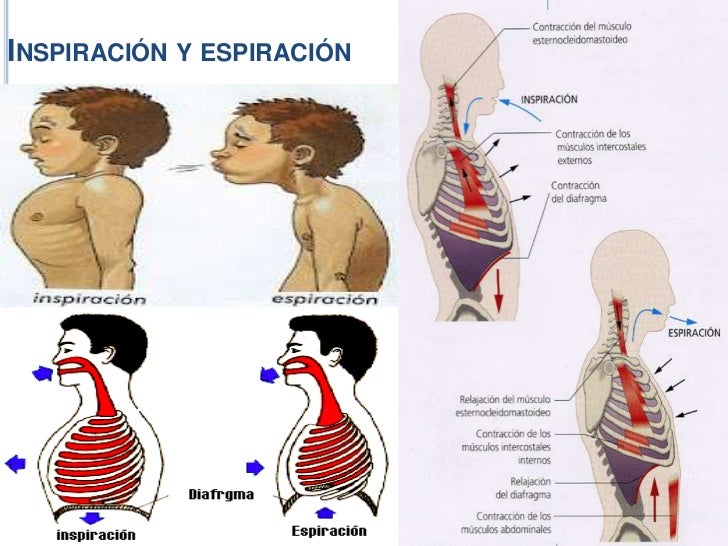 Sistema respiratorio