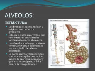 Sistema respiratorio | PPTX