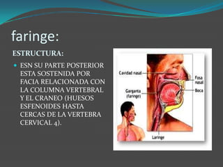 Sistema respiratorio | PPTX