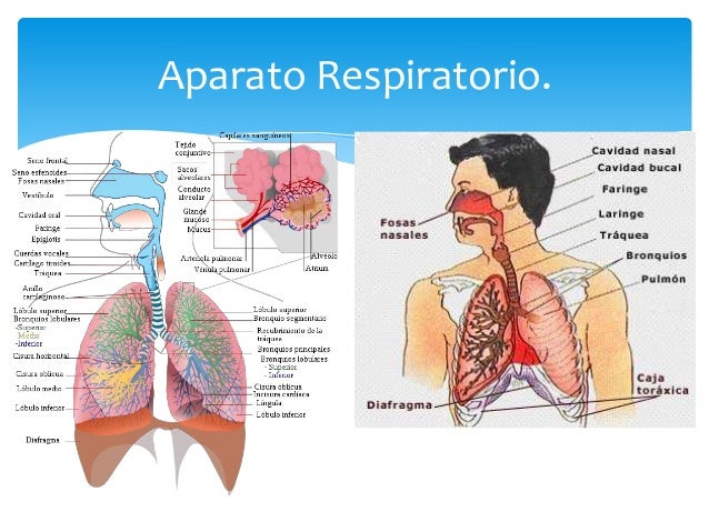El Sistema Respiratorio Principales Caractersticas