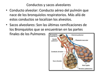 Sistema respiratorio animal | PPTX
