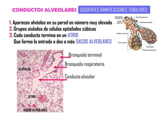 Sistema respiratorio. Histología | PPT