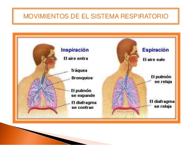 Sistema respiratorio
