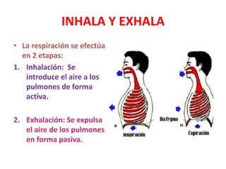 Sistema respiratorio | PPTX