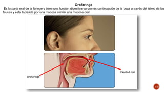 Sistema respiratorio | PPTX