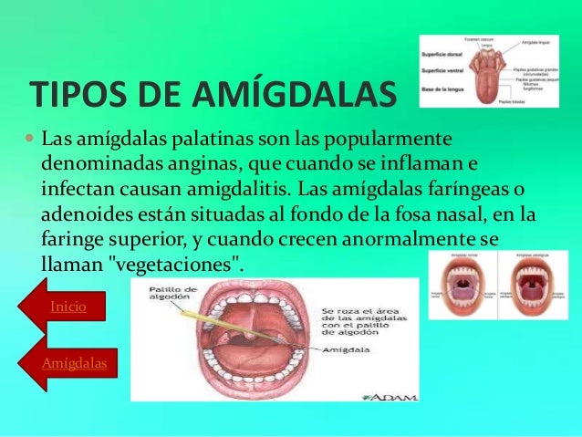 Sistema Respiratorio