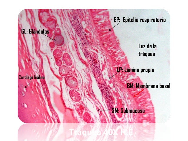 Sistemarespiratorio
