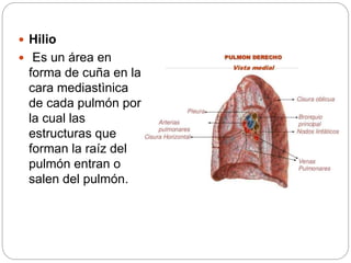 Sistema respiratorio | PPTX