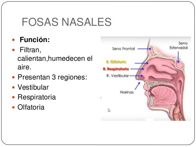 Sistema respiratorio