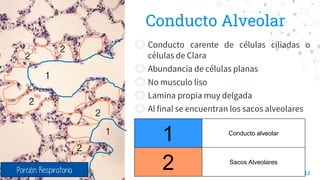 Histología del sistema respiratorio | PDF | Lung and Respiratory Health ...
