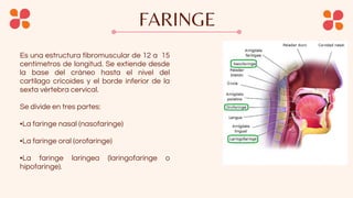 sistema respiratorio.pdf