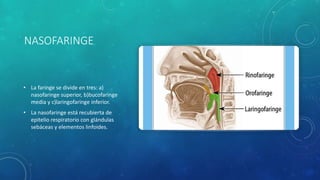 SISTEMA RESPIRATORIO morfologia general.pptx