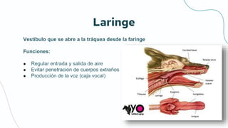 sistema respiratorio medicina veterinaria | PPTX