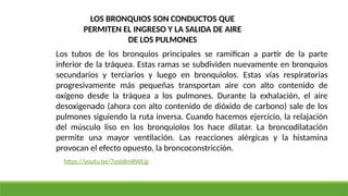SISTEMA RESPIRATORIO ESTUCTURA Y FUNCIONAMIENTO | PPTX