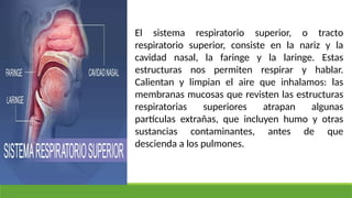 SISTEMA RESPIRATORIO ESTUCTURA Y FUNCIONAMIENTO | PPTX