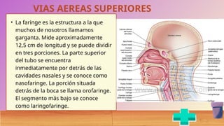 SISTEMA RESPIRATORIO, INCLUYE NARIZ, BOCA, GARGANTA, TRAQUEA Y PULMONES ...