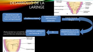 Embriología Clínica del Sistema Respiratorio | PPTX