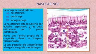 SISTEMA RESPIRATORIO (1).pptx