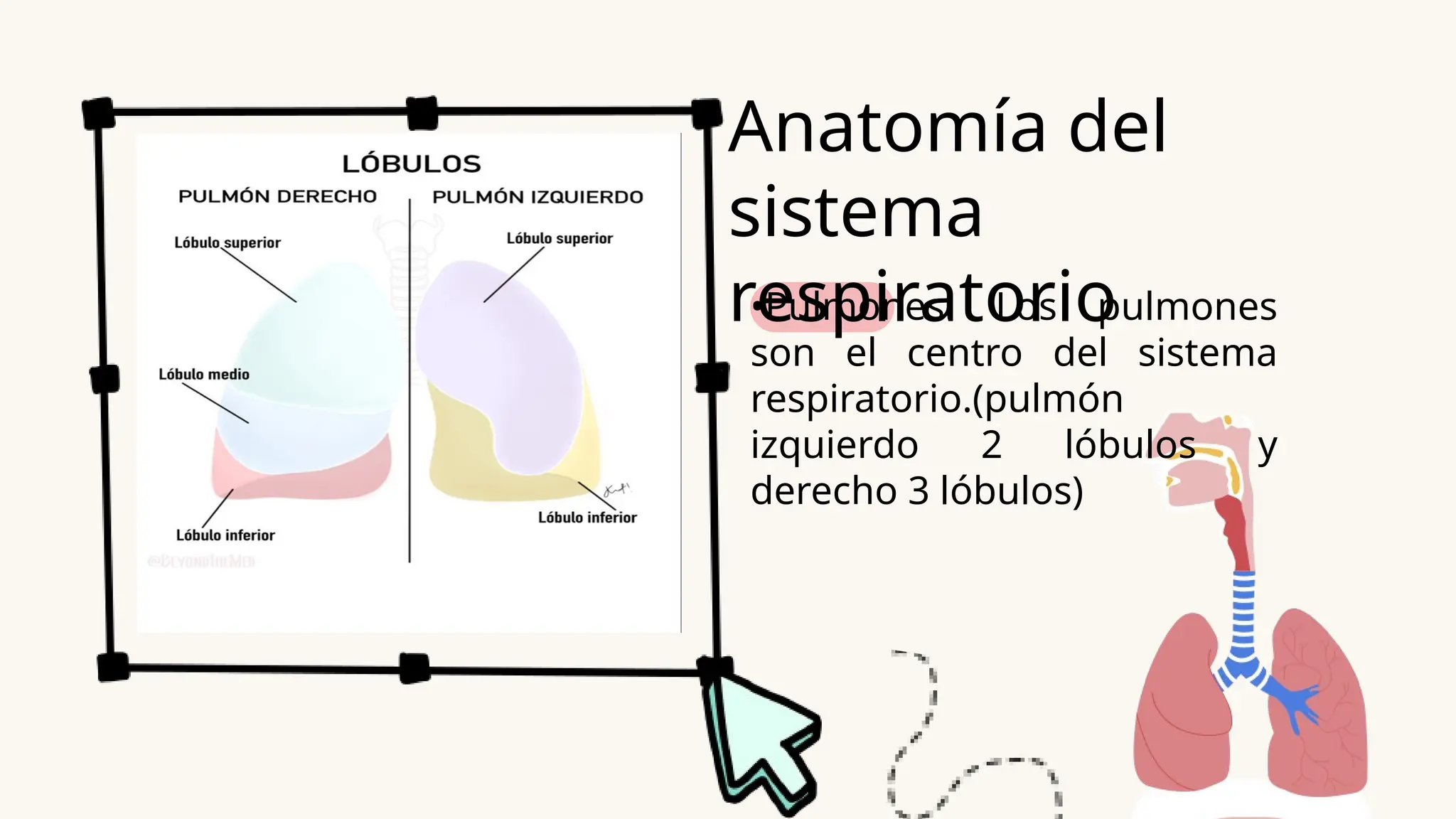sistema respiratorio, anatomia y fisiologia | PPTX | Lung and ...