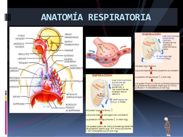 Aparato Respiratorio Anatoma Y Fisiologa Neumologa