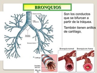 Sistema Respiratorio y pulmones para niños.ppt